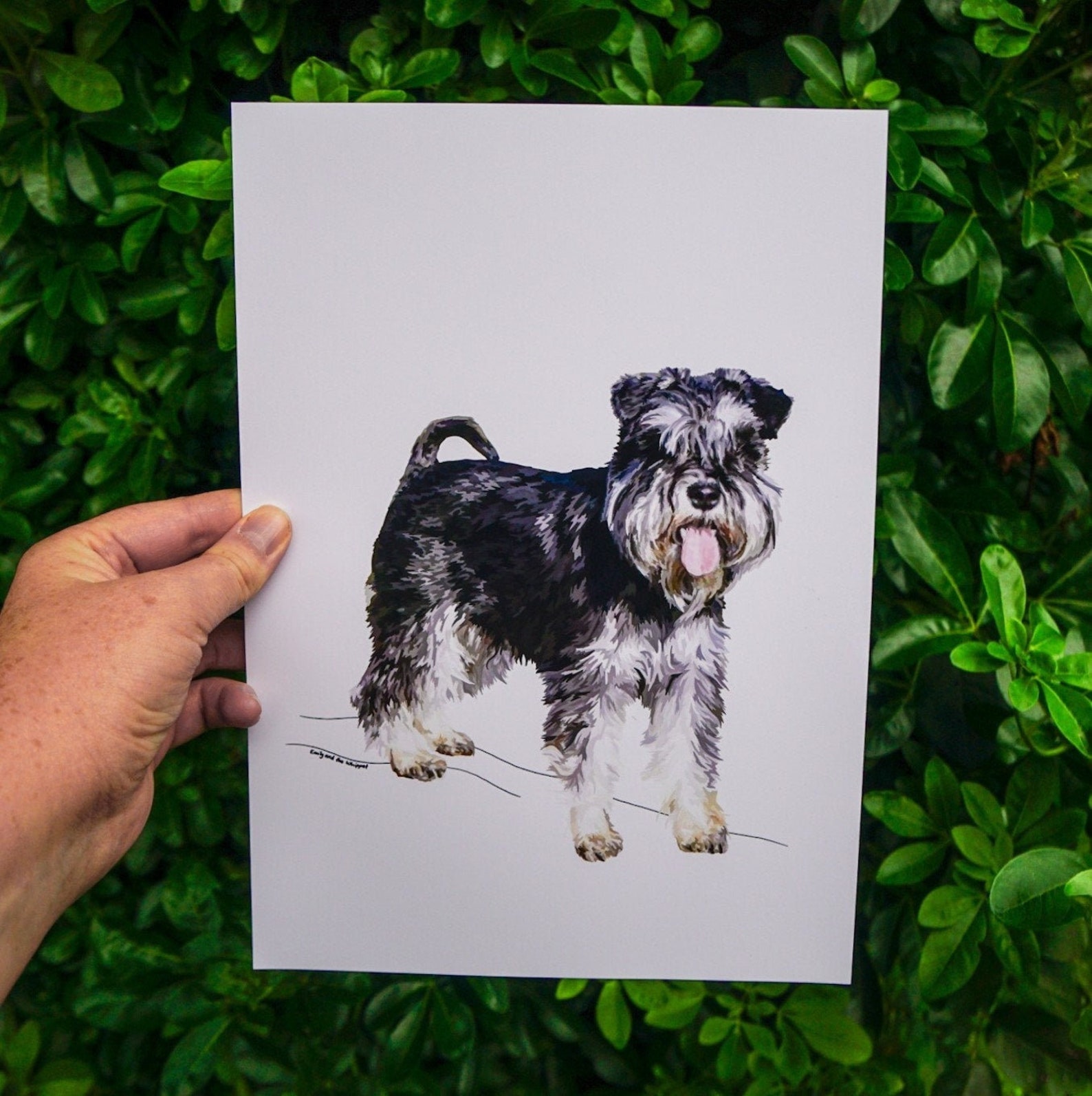 Miniature Schnauzer Art Print A4/A3 - Etsy UK