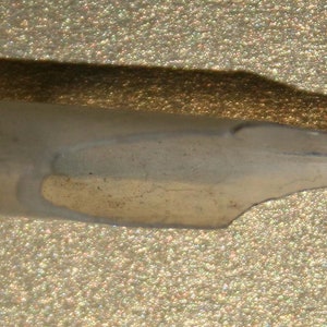 Quill,handcut, for Writing From a Seagull Feather With Ink in a Shell ...