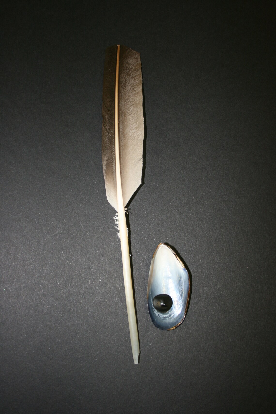 Quill,handcut, for Writing From a Seagull Feather With Ink in a Shell ...