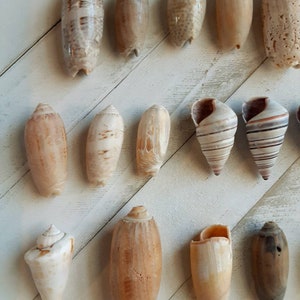 Natural Olive Shells - Seashells for Terrarium - Art Supply - Etsy