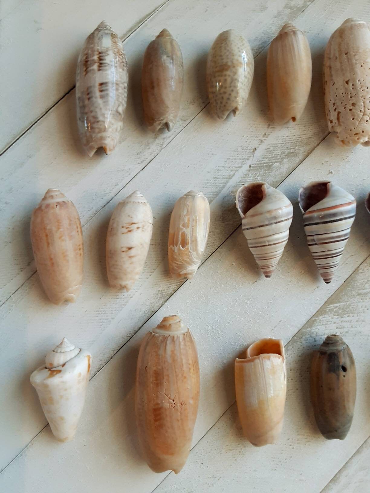 Natural Olive Shells - Seashells for Terrarium - Art Supply - Etsy