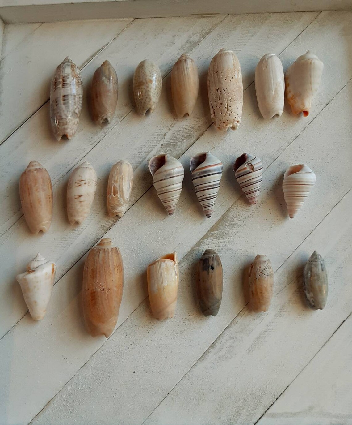 Natural Olive Shells - Seashells for Terrarium - Art Supply - Etsy