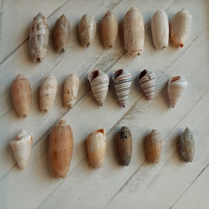 Natural Olive Shells - Seashells for Terrarium - Art Supply - Etsy