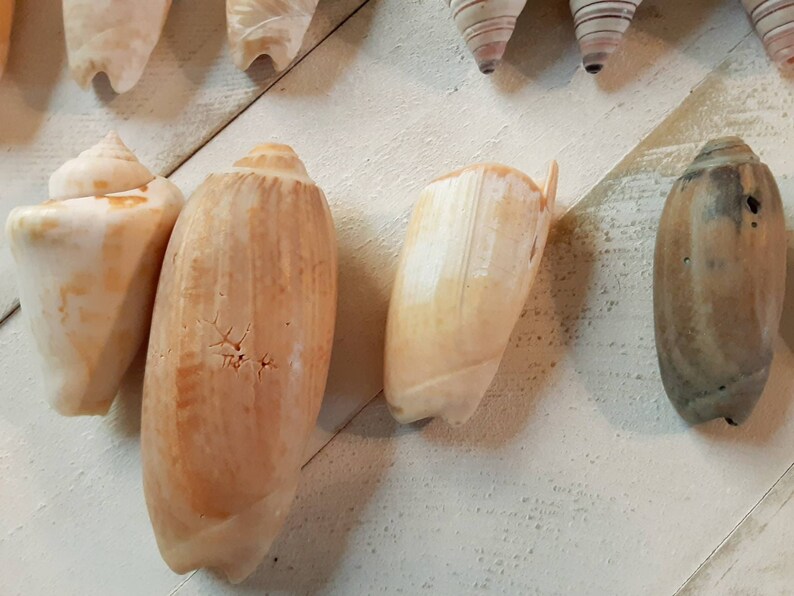 Natural Olive Shells - Seashells for Terrarium - Art Supply - Etsy