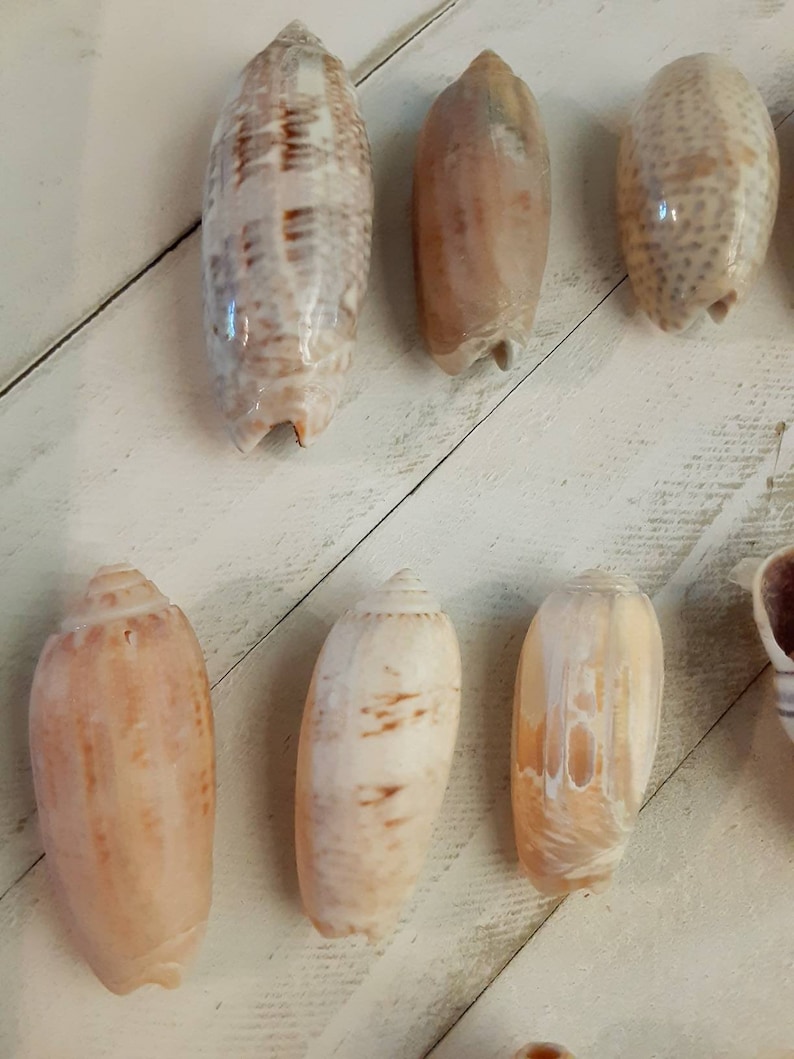 Natural Olive Shells - Seashells for Terrarium - Art Supply - Etsy