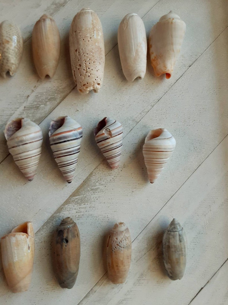 Natural Olive Shells - Seashells for Terrarium - Art Supply - Etsy