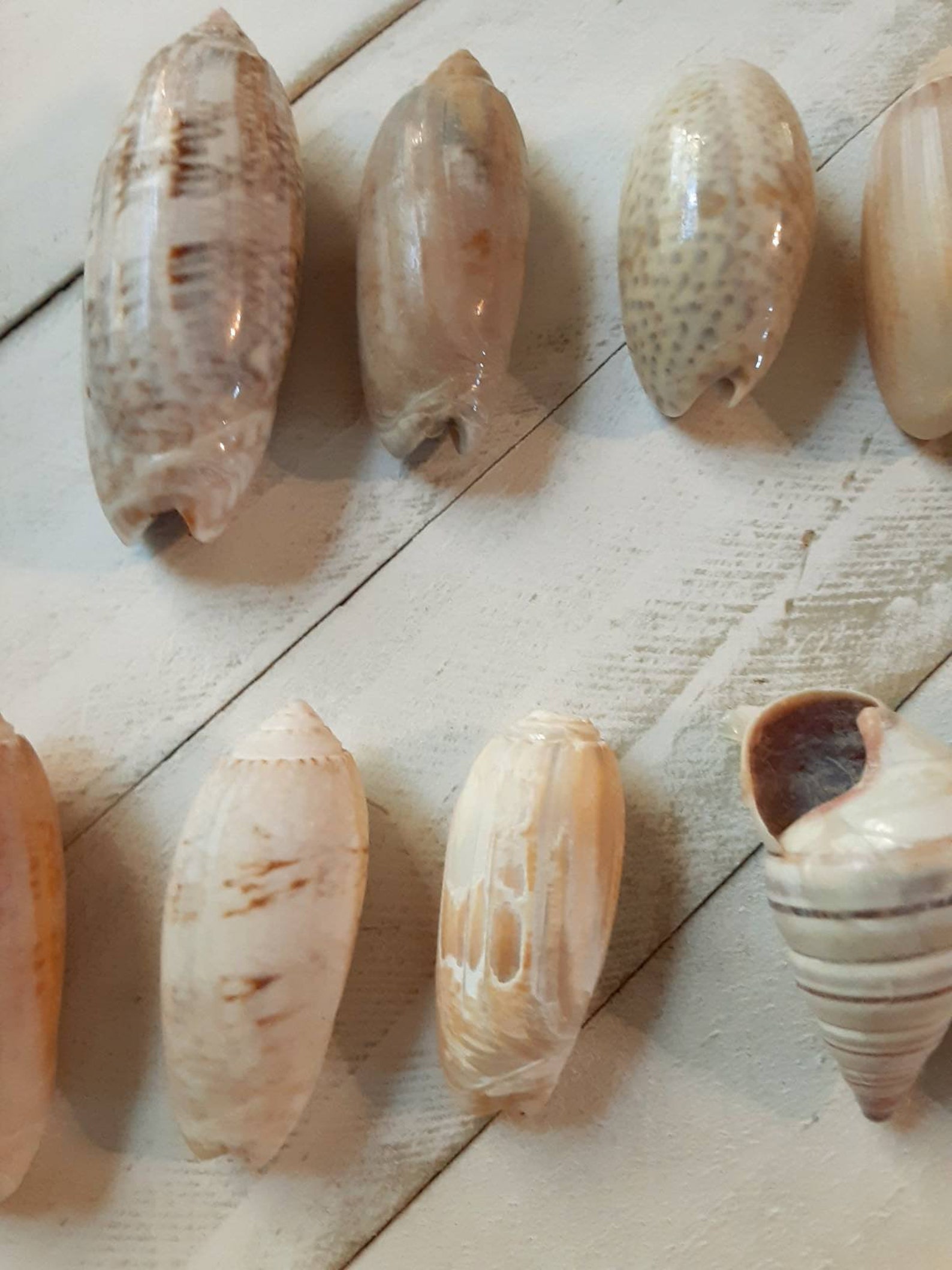 Natural Olive Shells - Seashells for Terrarium - Art Supply - Etsy