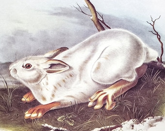 Audubon Snowshoe Hare Art Print, Northern Hare in Winter, White Rabbit ...
