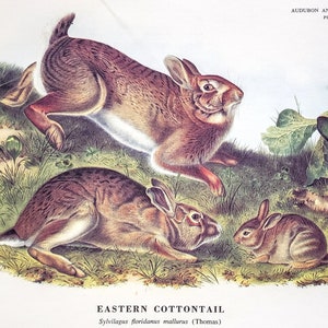 Eastern Cottontail Rabbit by John James Audubon 9" X 12" Book Plate ...