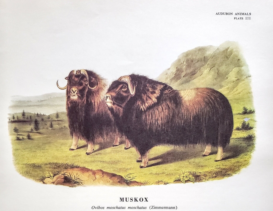 Muskox Illustration by Audubon 9" X 12" Book Plate With Text Info 1967 ...