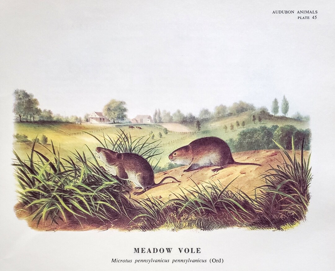 Eastern Meadow Vole by John James Audubon 9" X 12" Book Plate With Text ...