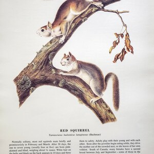 Vancouver Island Red Squirrel by John James Audubon 9" X 12" Book Plate ...