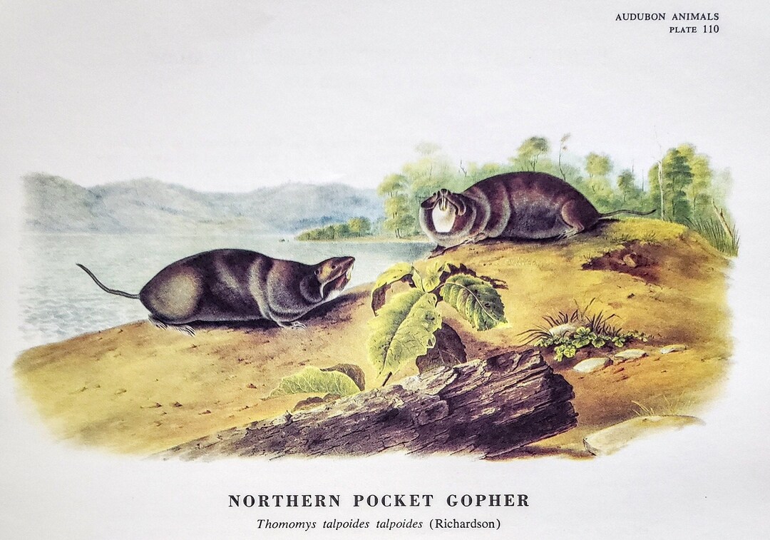 Northern Pocket Gopher by John James Audubon 9" X 12" Book Plate With ...