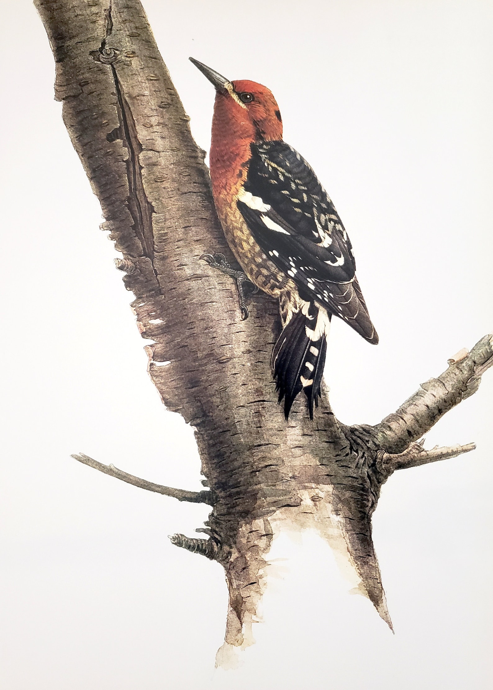 Red-breasted Sapsucker Woodpecker Book Plate 1976 Birds of the West ...