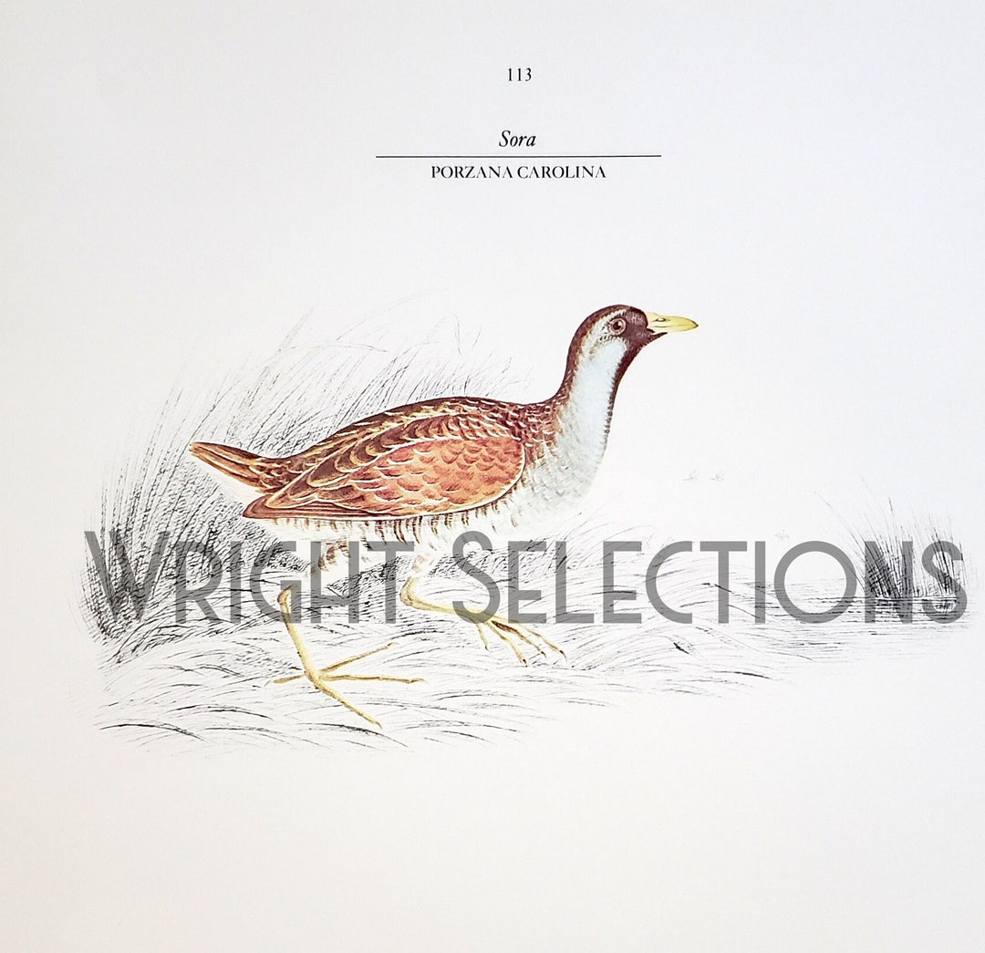 Sora Illustration Bird Book Plate by William Pope 10" X 12" 1976 ...