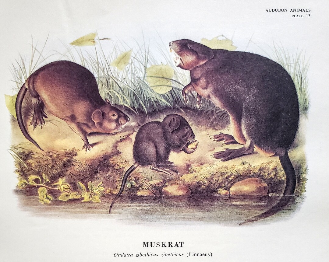 Muskrat by John James Audubon 9" X 12" Book Plate With Text Info 1967 ...