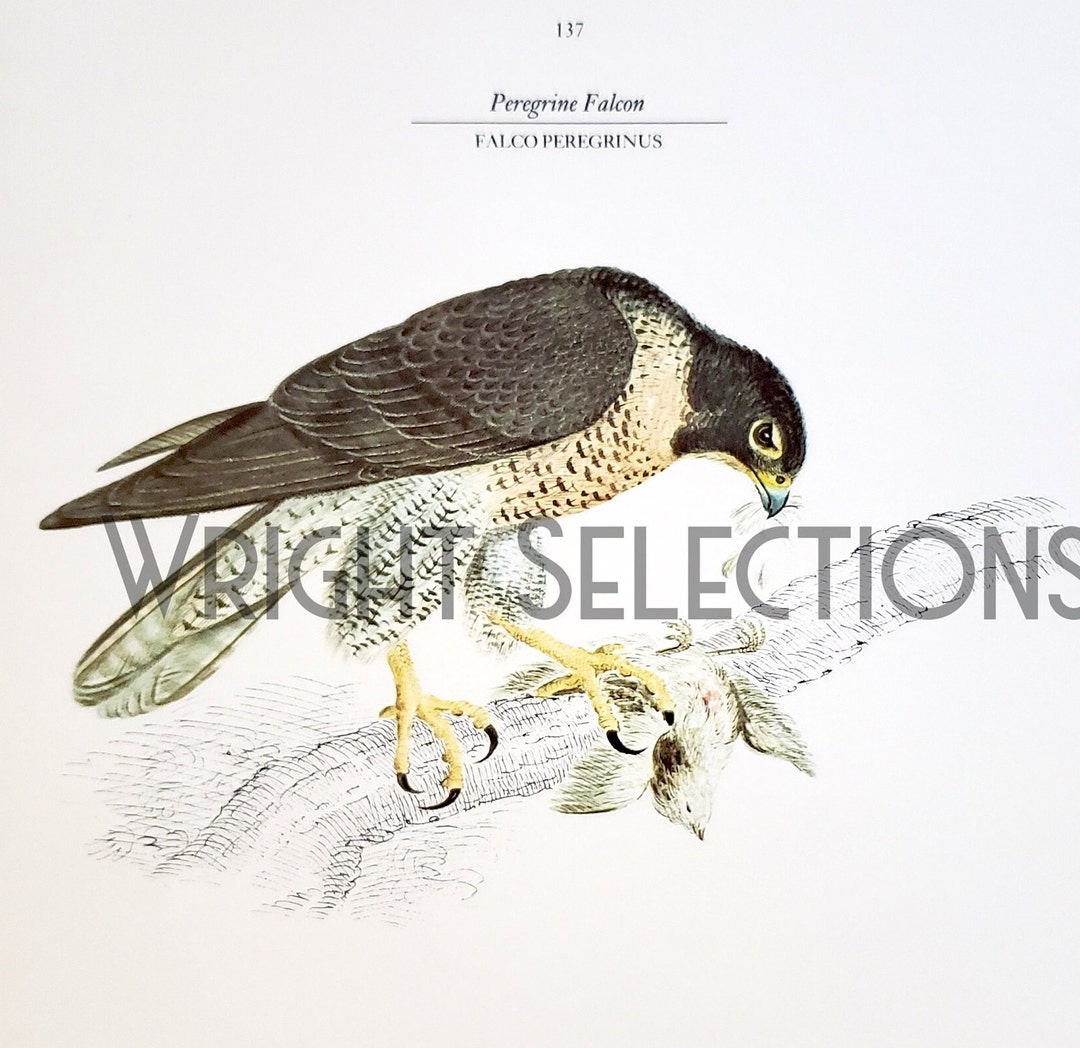 Peregrine Falcon Illustration Bird Book Plate by William Pope 10" X 12 ...