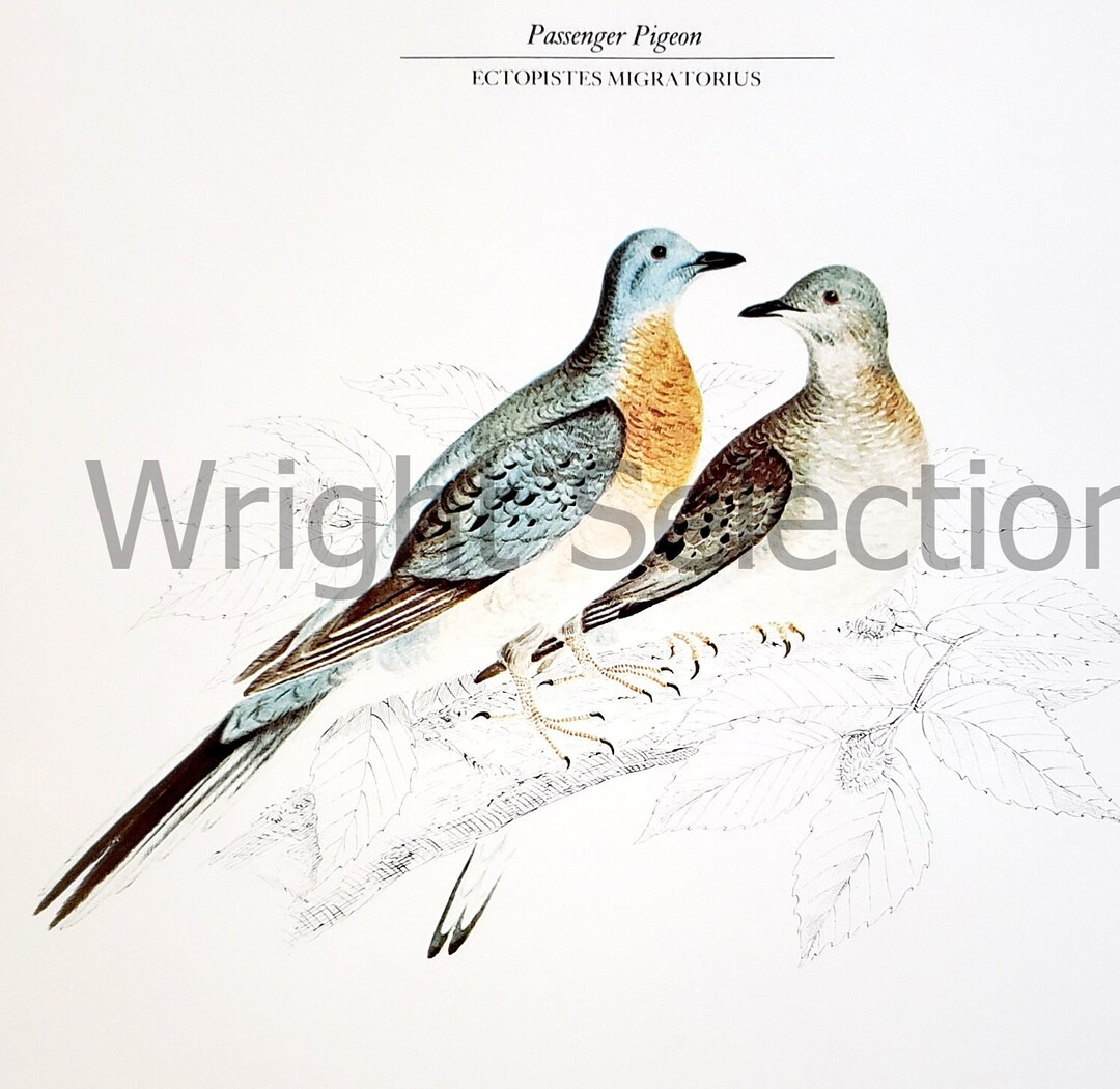 Passenger Pigeons Bird Book Plate by William Pope 10" X 12" 1976 ...