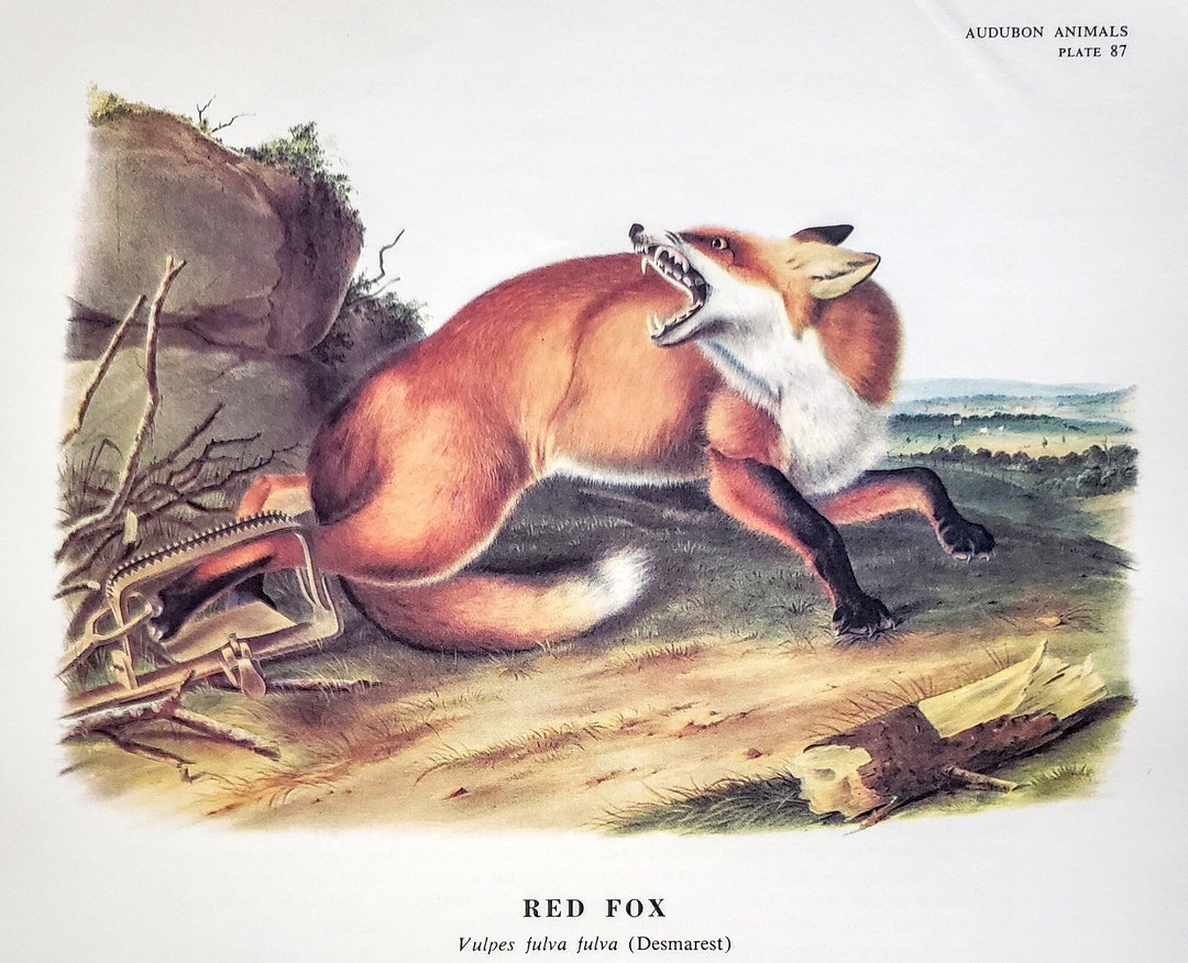 Red Fox Caught in Trap by John James Audubon 9" X 12" Book Plate With ...