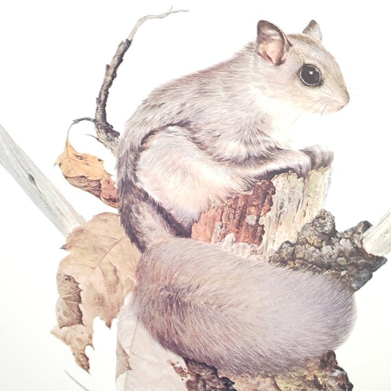 Northern Flying Squirrel Drawing
