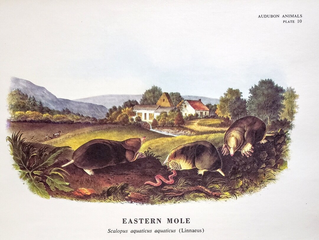 Eastern Mole by John James Audubon 9" X 12" Book Plate With Text Info ...