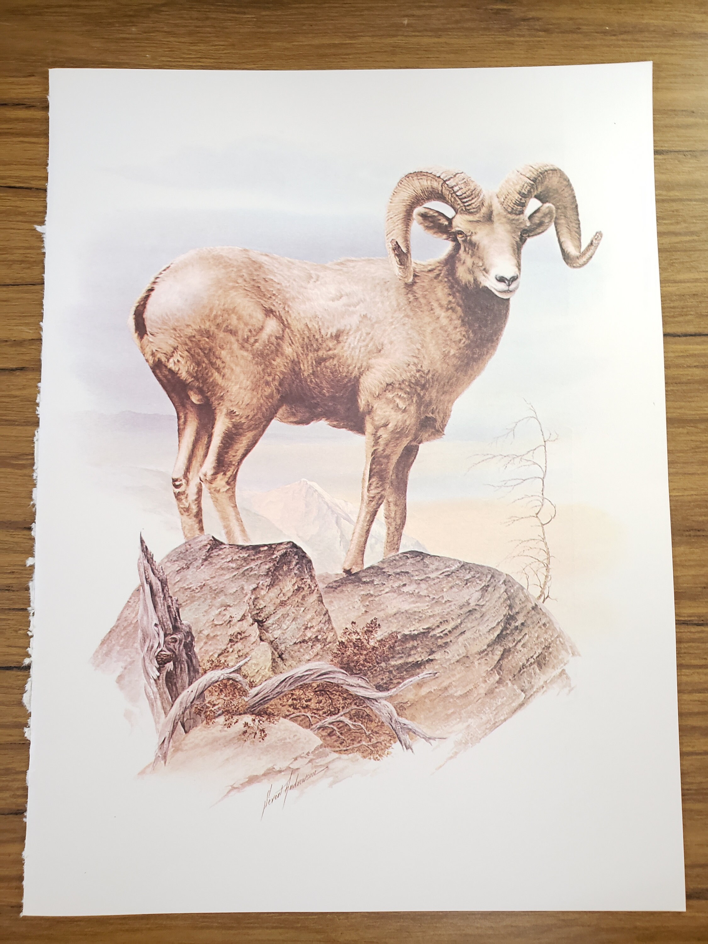 Bighorn Sheep Ram Book Plate Print Illustration by Severt Andrewson ...