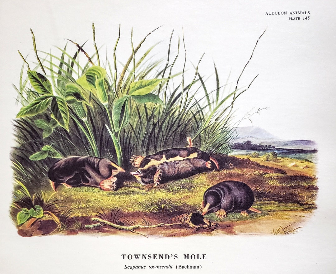 Townsend's Mole by John James Audubon 9 X 12 Book Plate With Text Info ...
