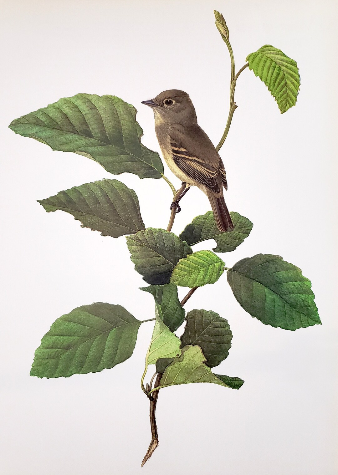 Western Flycatcher Book Plate 1976 Birds of the West Coast Artwork by J ...