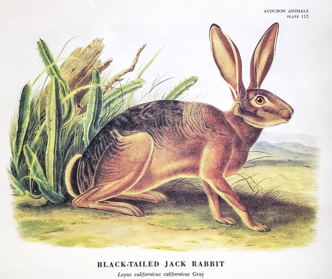 Black-tailed Jackrabbit by John James Audubon 9" X 12" Book Plate With ...