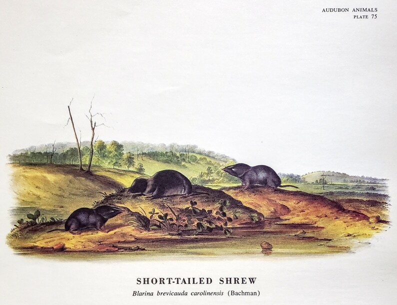 Short-tailed Shrew by John James Audubon 9" X 12" Book Plate With Text ...