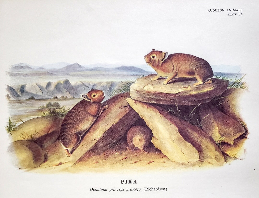 Pika by John James Audubon 9" X 12" Book Plate With Text Info 1967 ...