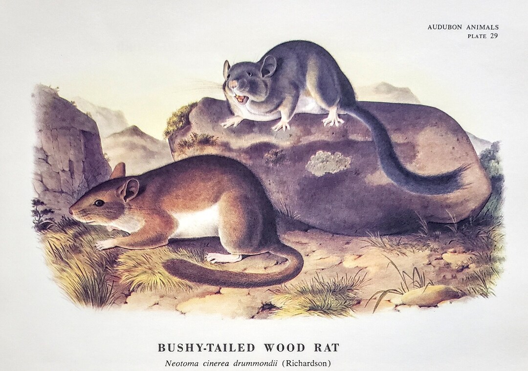 Bushy-tailed Wood Rat by John James Audubon 9" X 12" Book Plate With ...