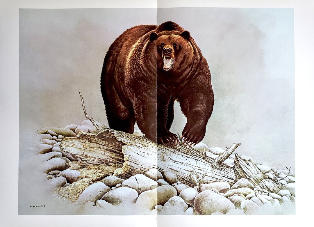 Grizzly Bear by Glen Loates Book Plate Reproduction Art Print 1977 13 ...