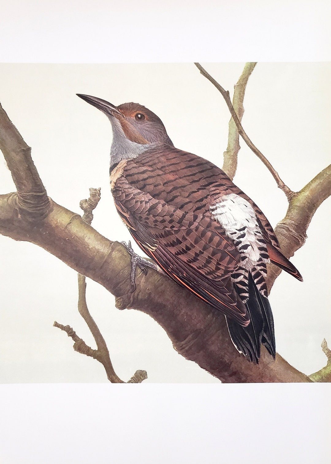 Female Red Shafted Common Flicker Book Plate 1976 Birds of the West ...