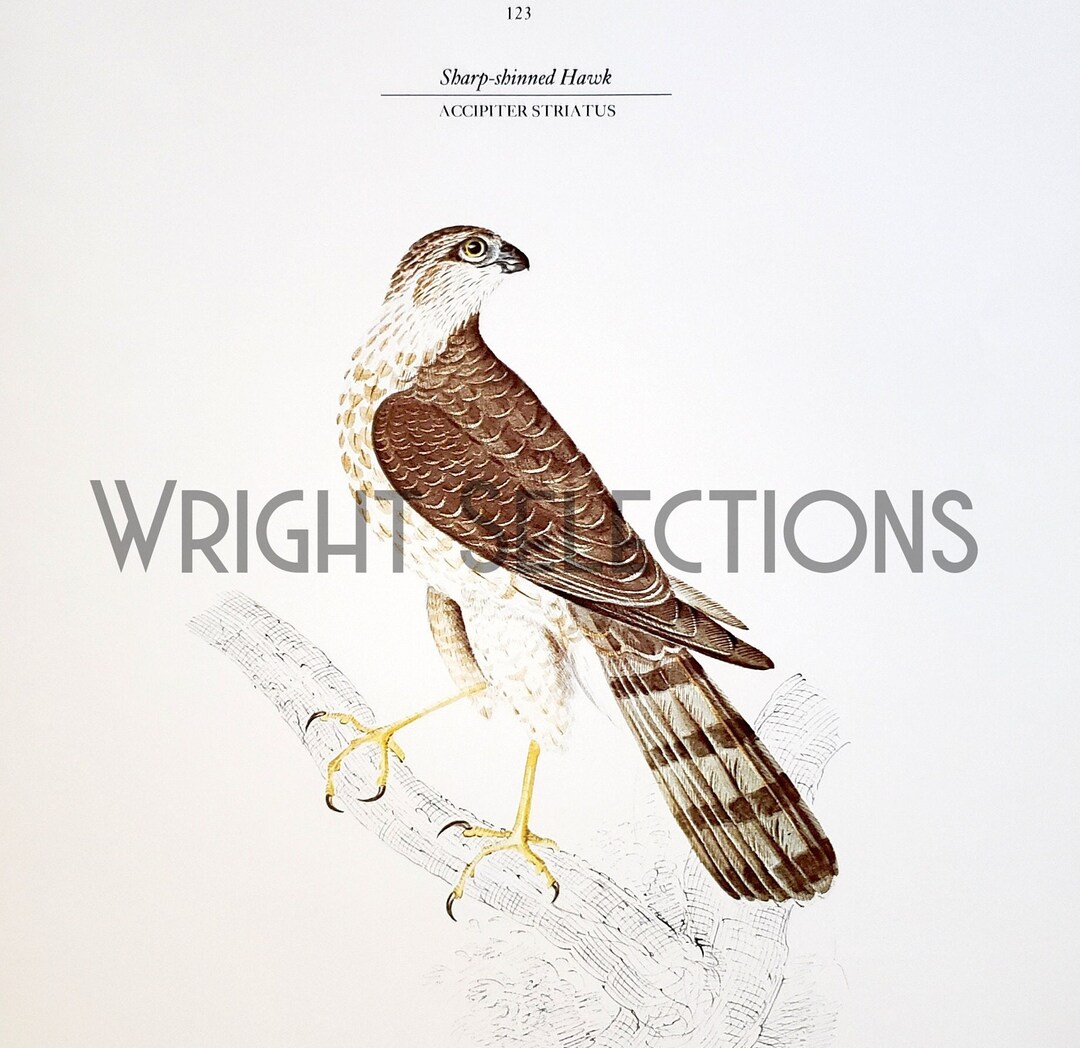 Sharp Shinned Hawk Illustration Bird Book Plate by William Pope 10" X ...