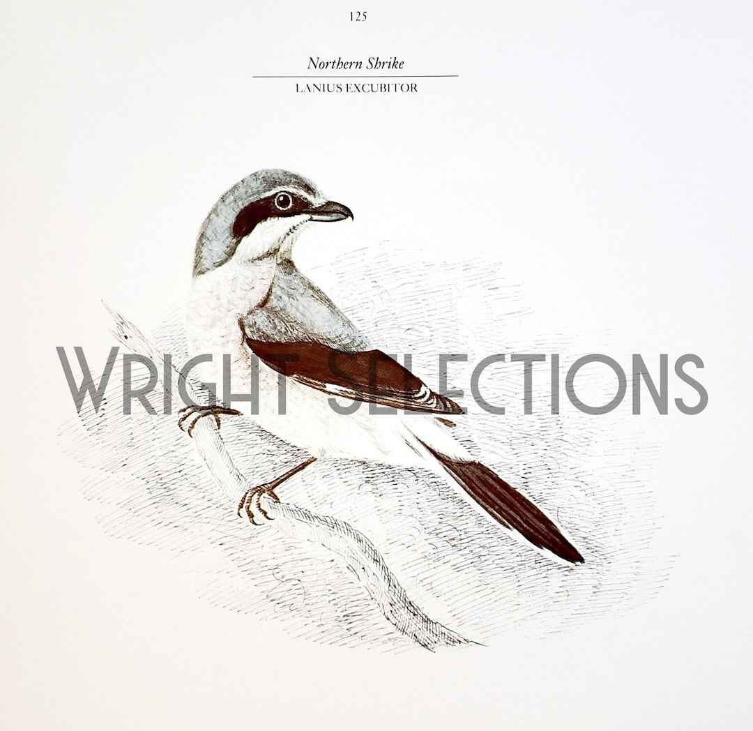 Northern Shrike Illustration Bird Book Plate by William Pope 10" X 12 ...