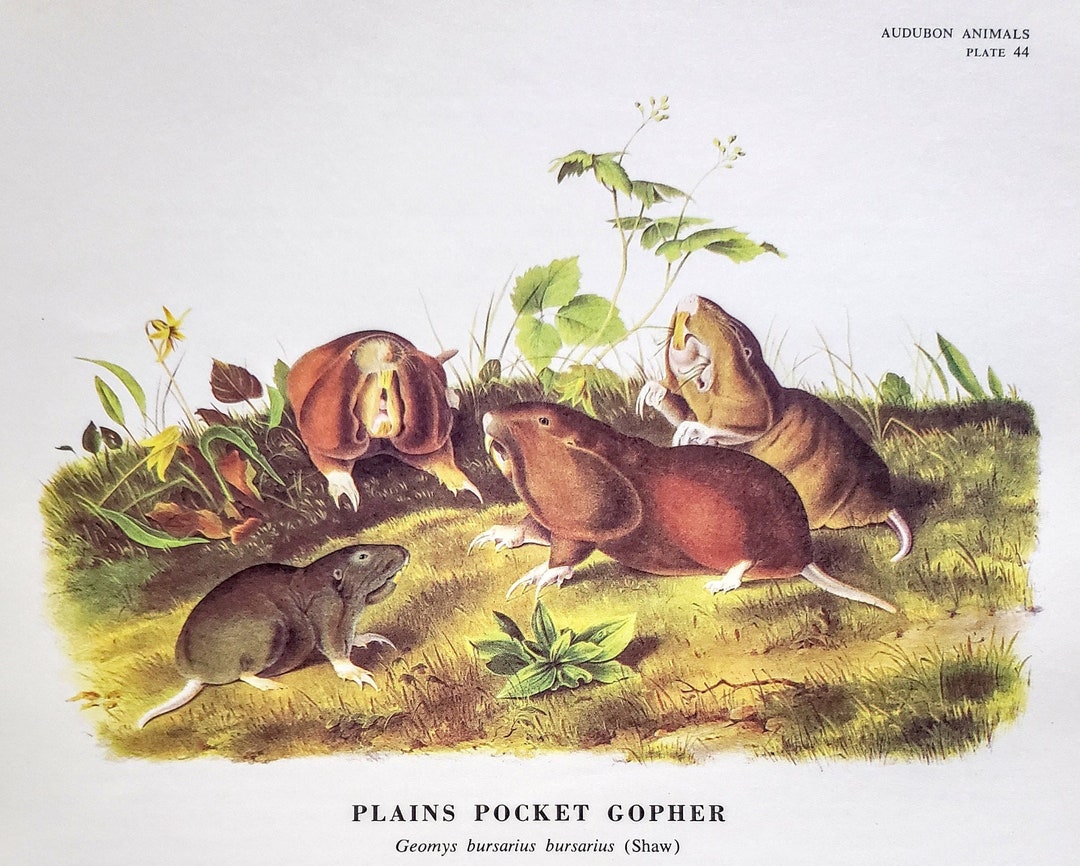Plains Pocket Gopher by John James Audubon 9" X 12" Book Plate With ...