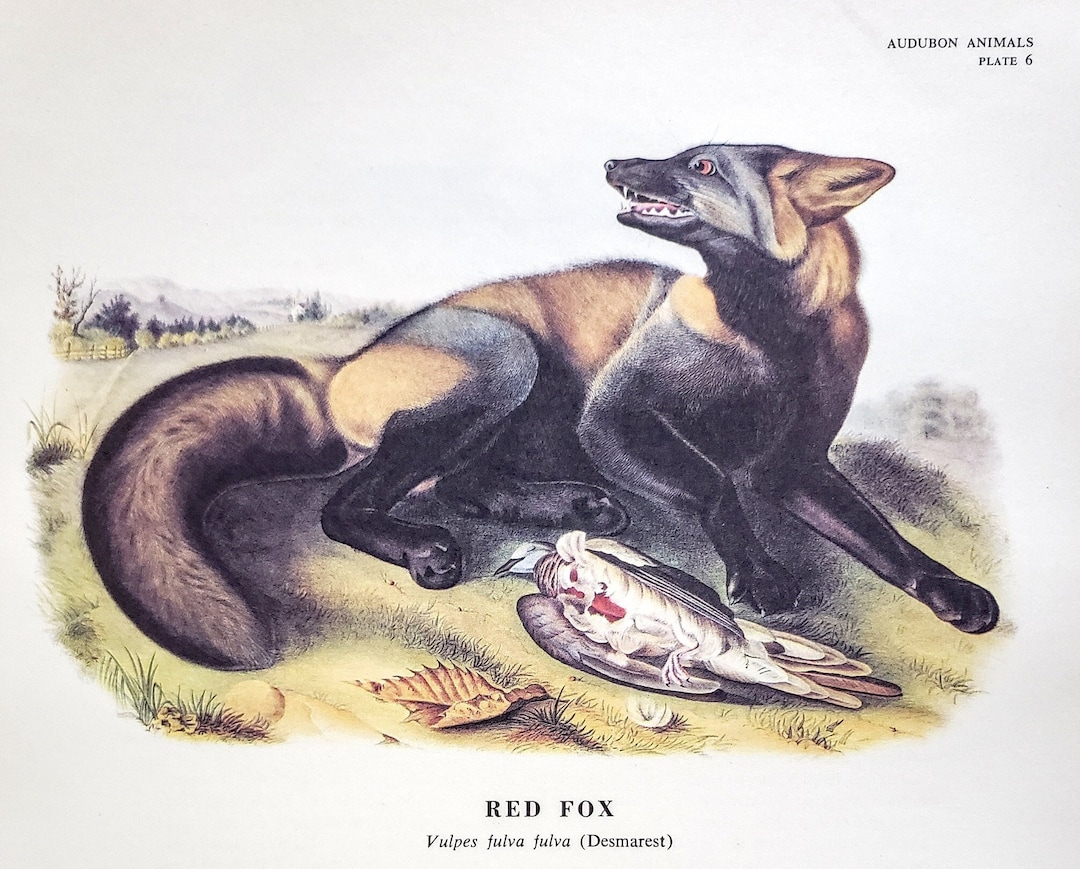 Cross Morph Red Fox by John James Audubon 9" X 12" Book Plate With Text ...