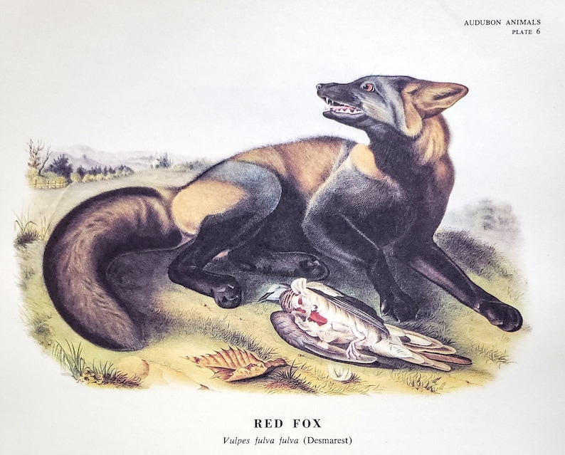 Cross Morph Red Fox by John James Audubon 9 X 12 Book Plate With Text ...
