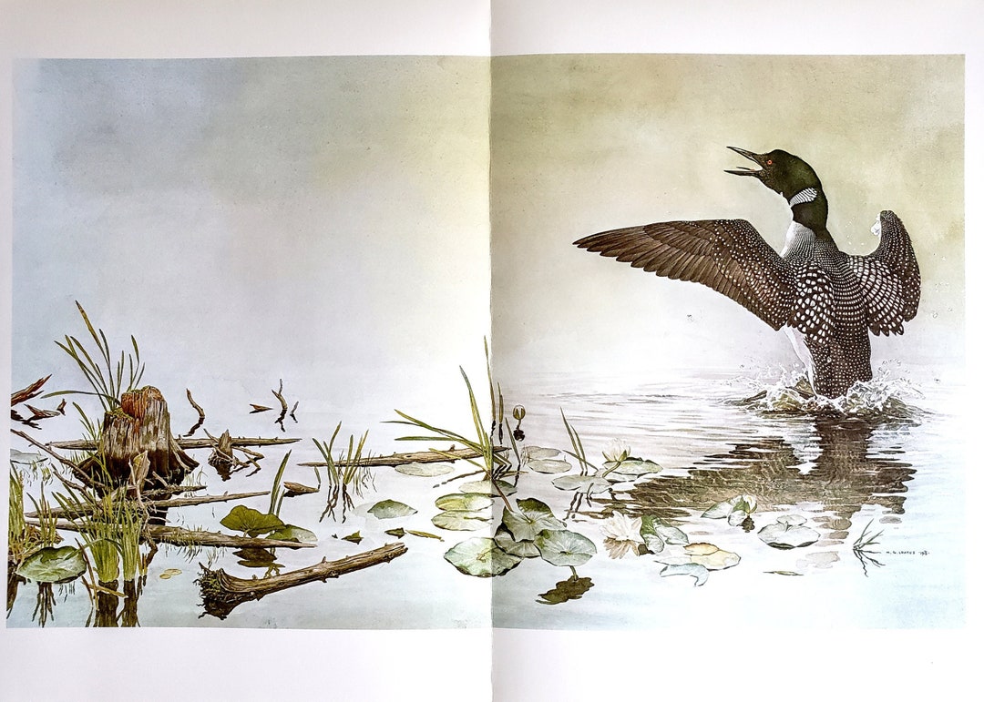 Common Loon by Glen Loates Book Plate Reproduction Art Print 1977 13 X ...
