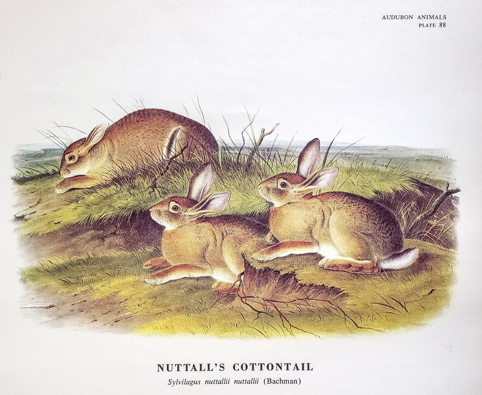 Nuttall's Cottontail Rabbit by John James Audubon 9" X 12" Book Plate ...