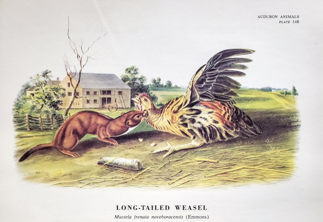 Long-tailed Weasel Attacking a Chicken by John James Audubon 9" X 12 ...