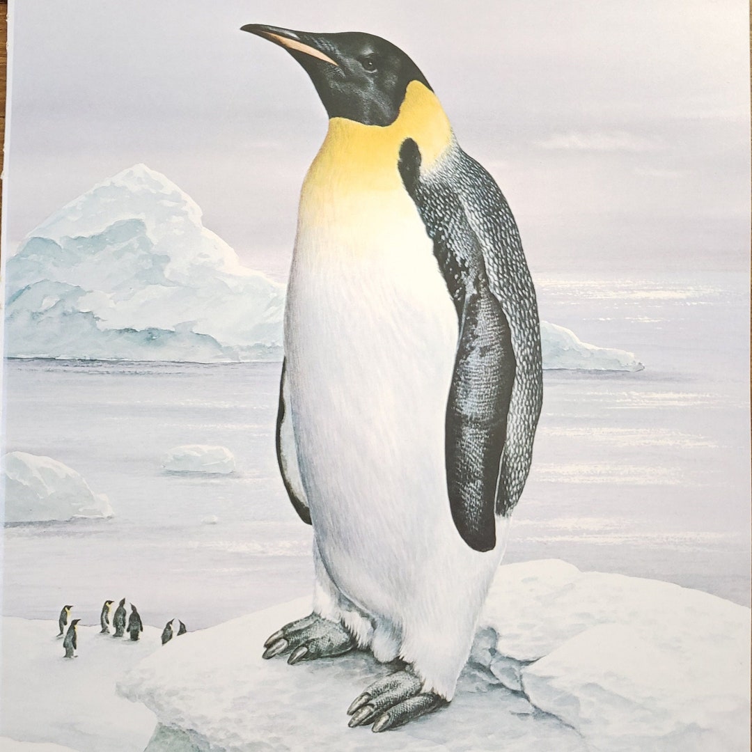 Emperor Penguin Book Plate Print Illustration by Severt Andrewson 9x12 ...