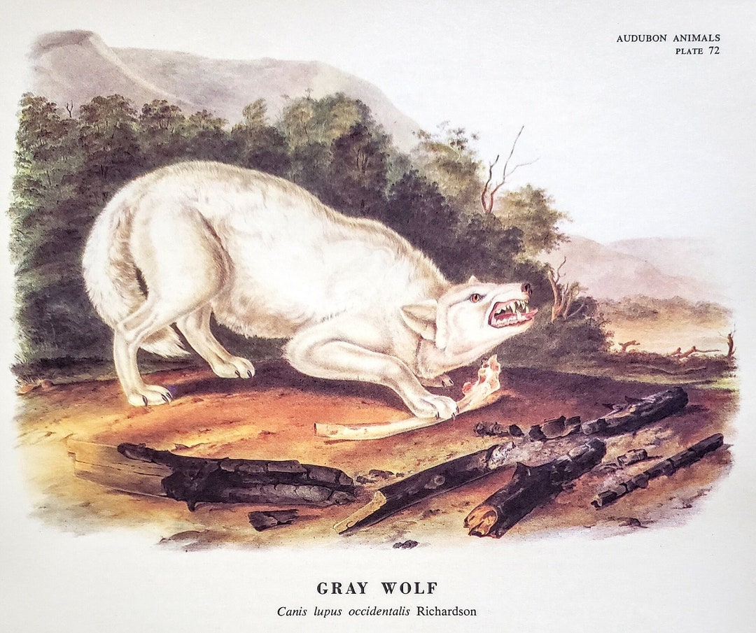 Northwestern Gray Wolf by John James Audubon 9" X 12" Book Plate With ...