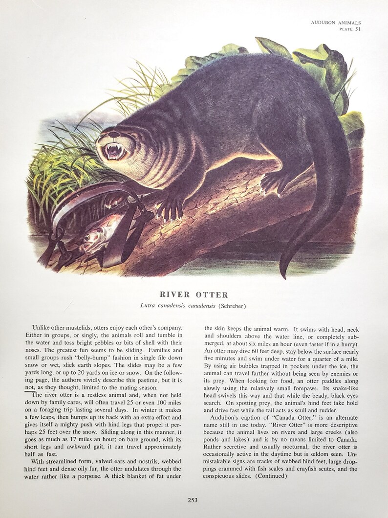 River Otter Caught in Trap by Audubon 9 X 12 Book Plate With Text Info ...