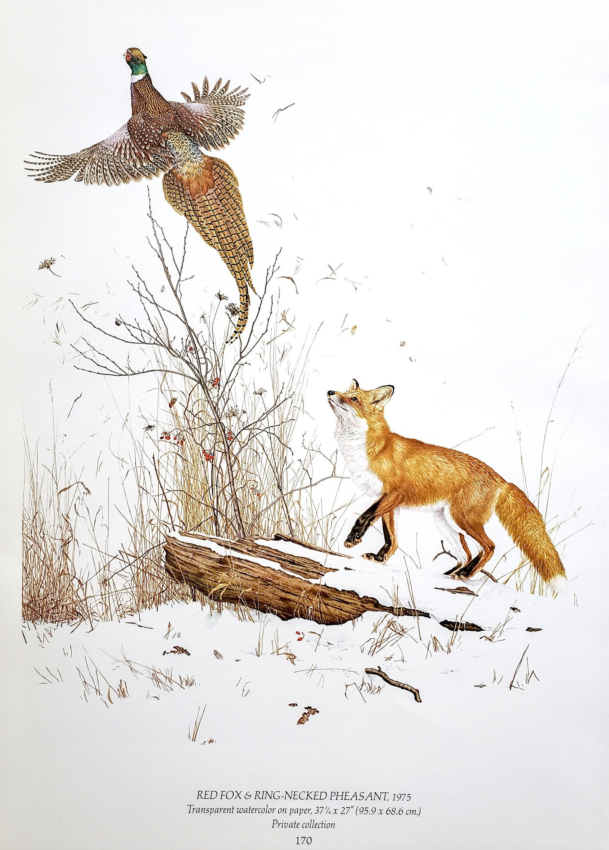 Red Fox & Ring Necked Pheasant by Glen Loates Book Plate Reproduction ...