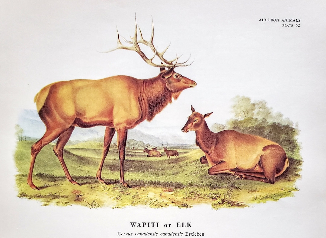 Wapiti or Elk Bull and Cow Pair by Audubon 9" X 12" Book Plate With ...