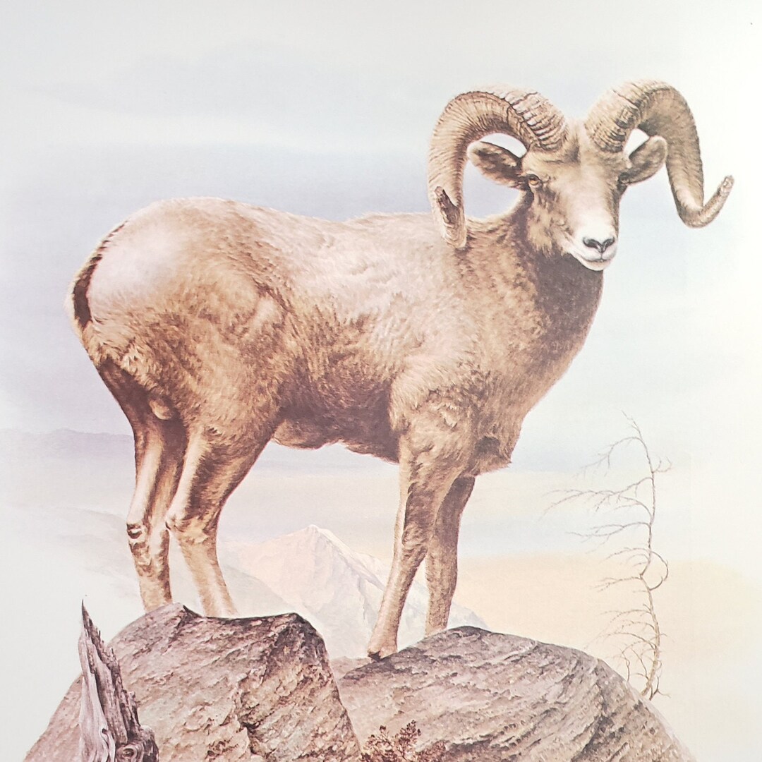 Bighorn Sheep Ram Book Plate Print Illustration by Severt Andrewson ...