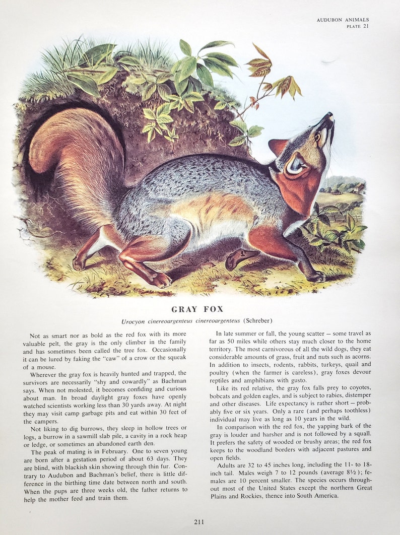 Gray Fox by John James Audubon 9 X 12 Book Plate With Text Info 1967 ...