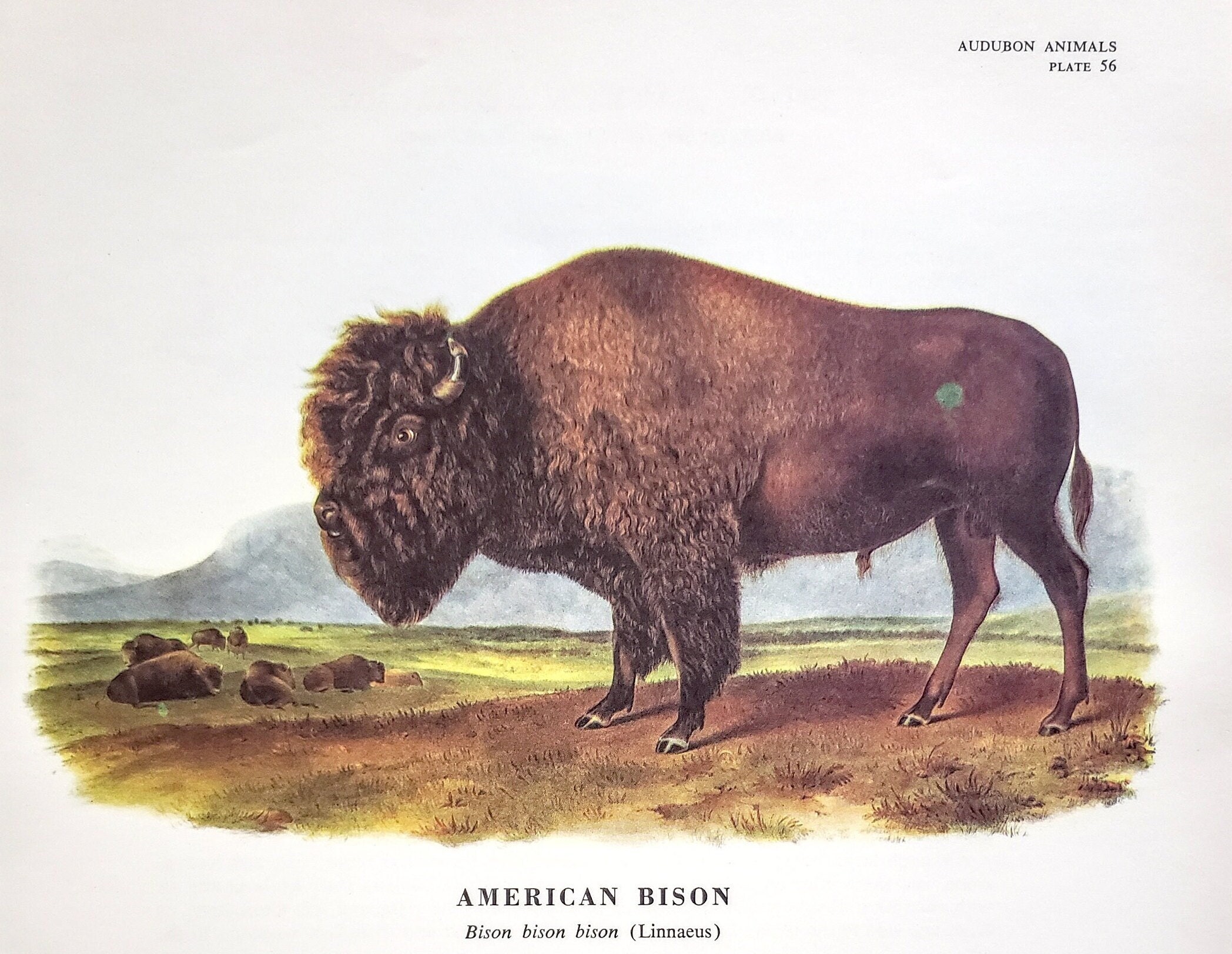 American Bison Illustration by Audubon 9" X 12" Book Plate With Text ...